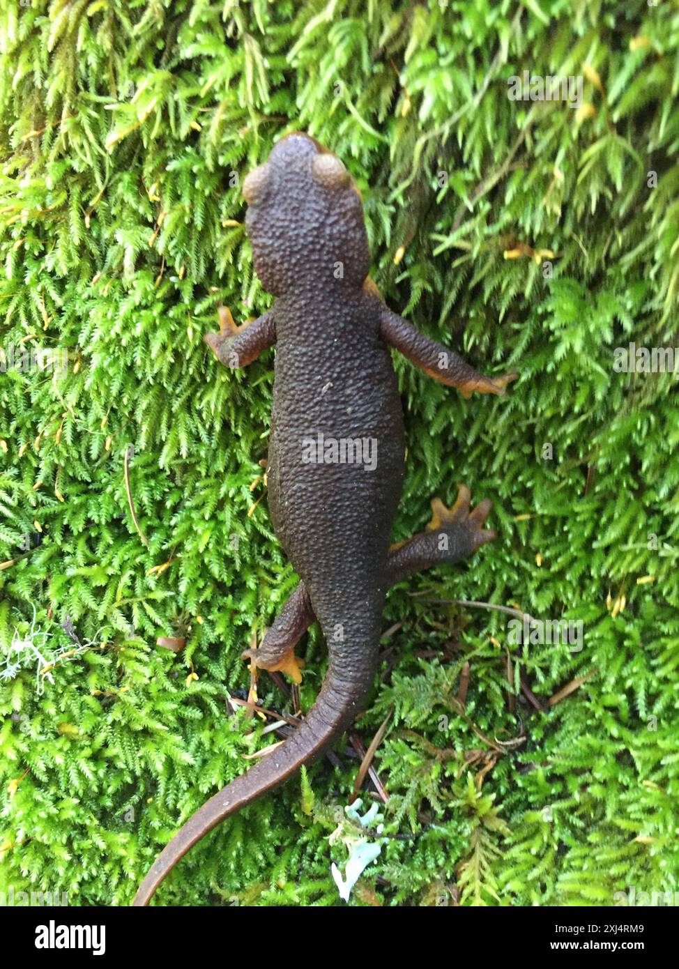 California Newt (Taricha torosa) Amphibia Stock Photo - Alamy