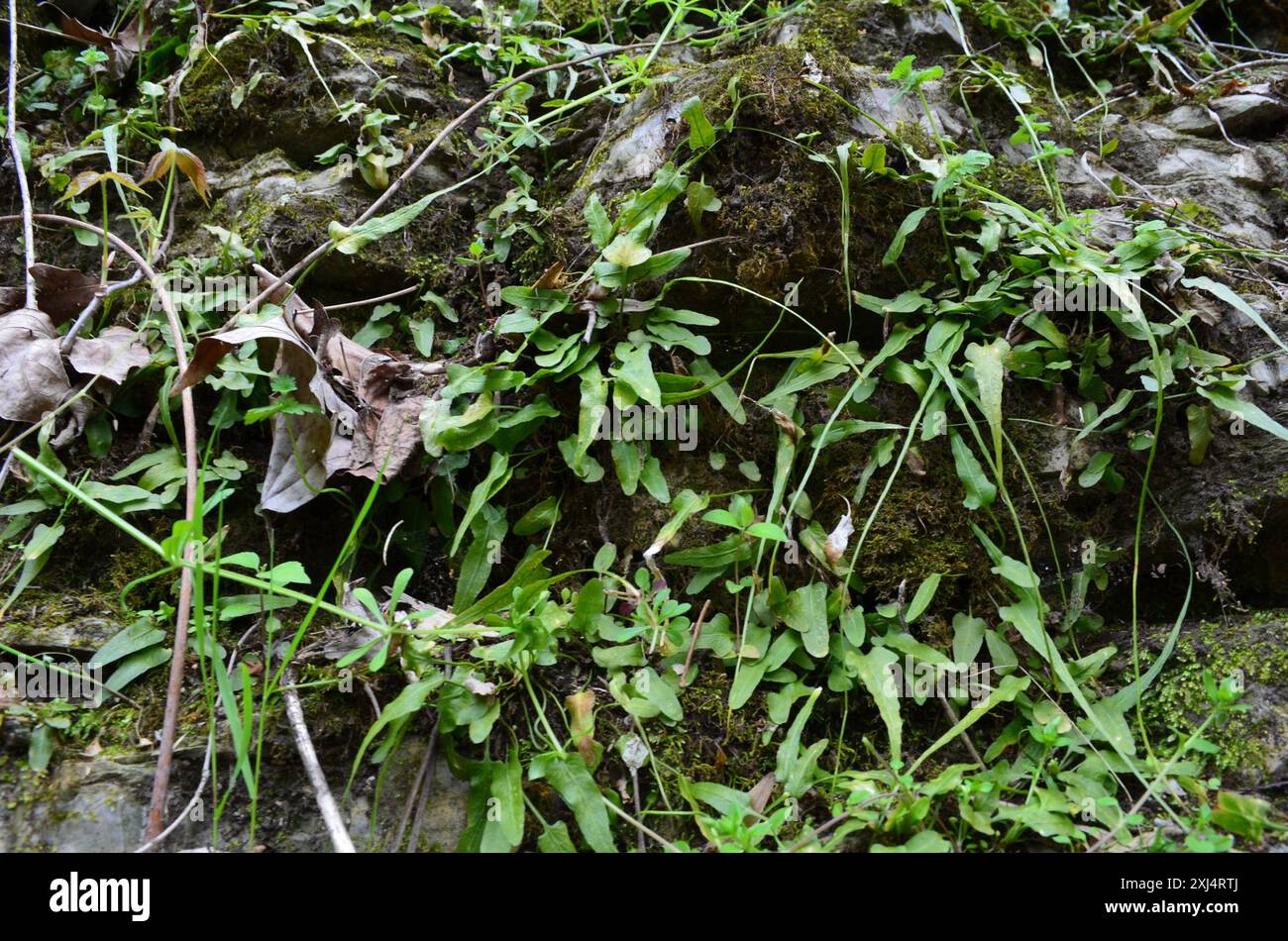 walking fern (Asplenium rhizophyllum) Plantae Stock Photo - Alamy