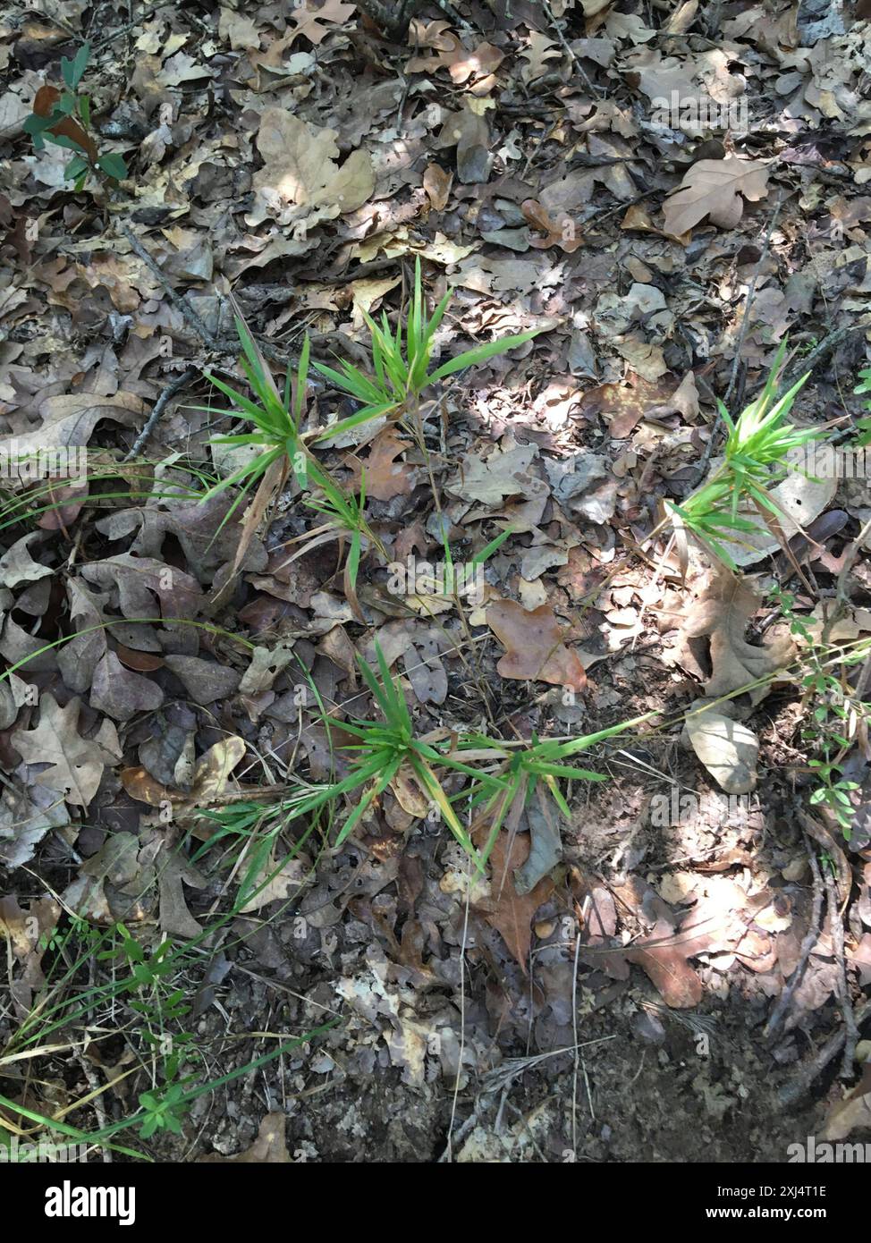 Scribner's Panicgrass (Dichanthelium scribnerianum) Plantae Stock Photo ...