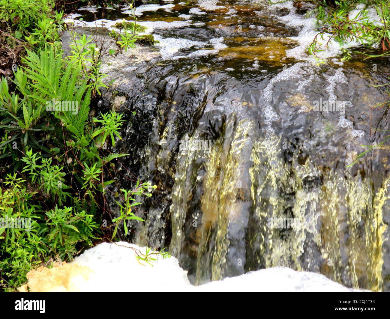 king fern (Todea barbara) Plantae Stock Photo - Alamy