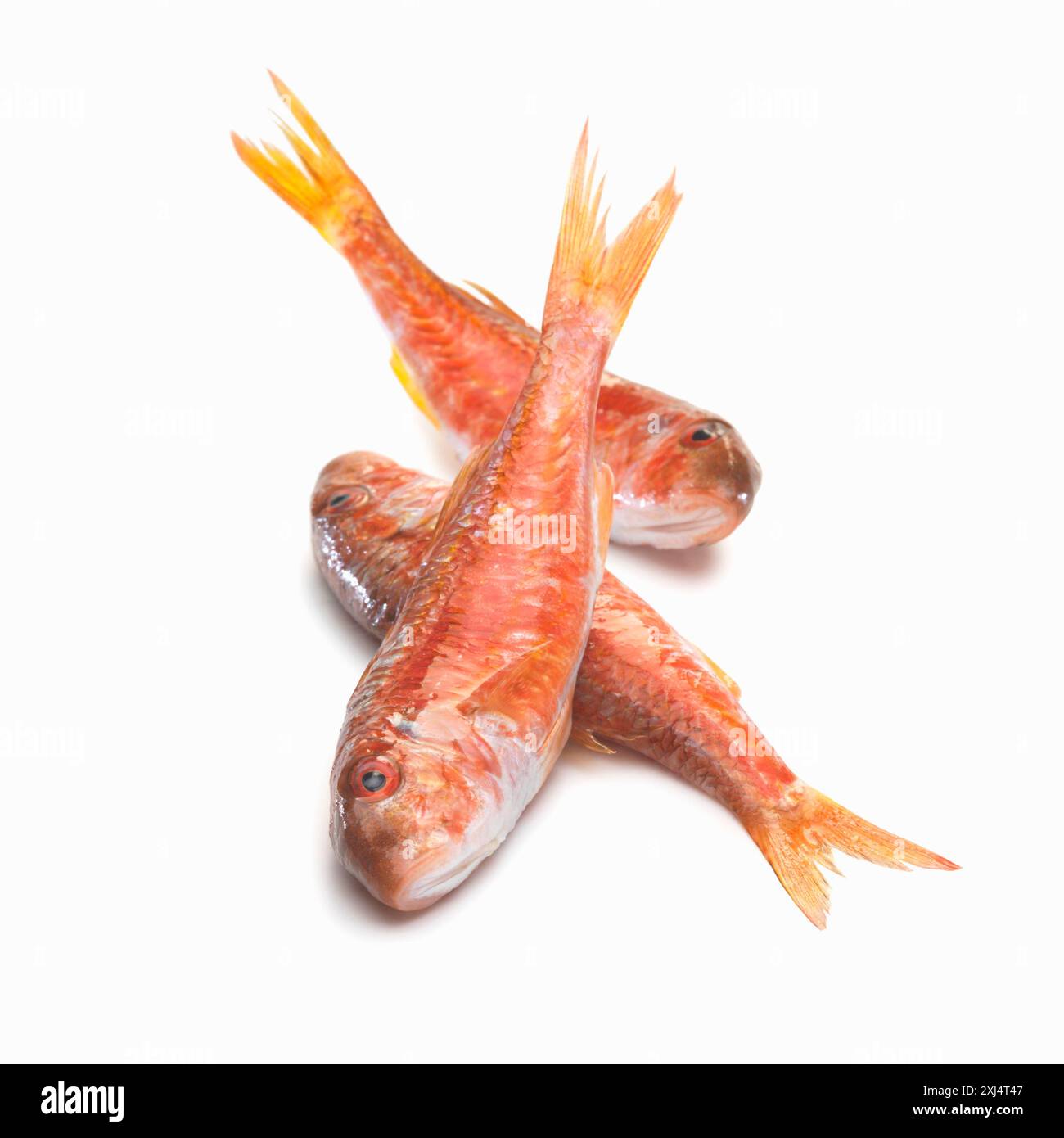 Three mullets hi-res stock photography and images - Alamy