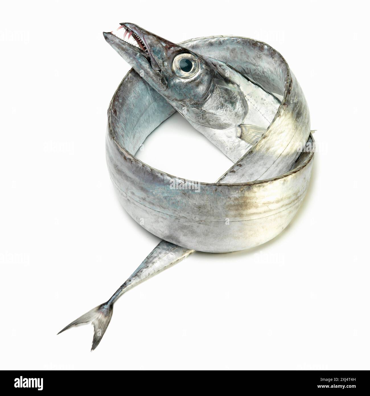 Cut out scabbard fish Stock Photo - Alamy