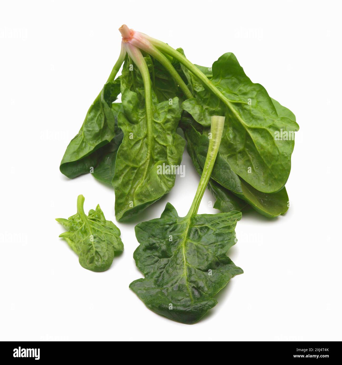 Cut out spinach shoots Stock Photo - Alamy