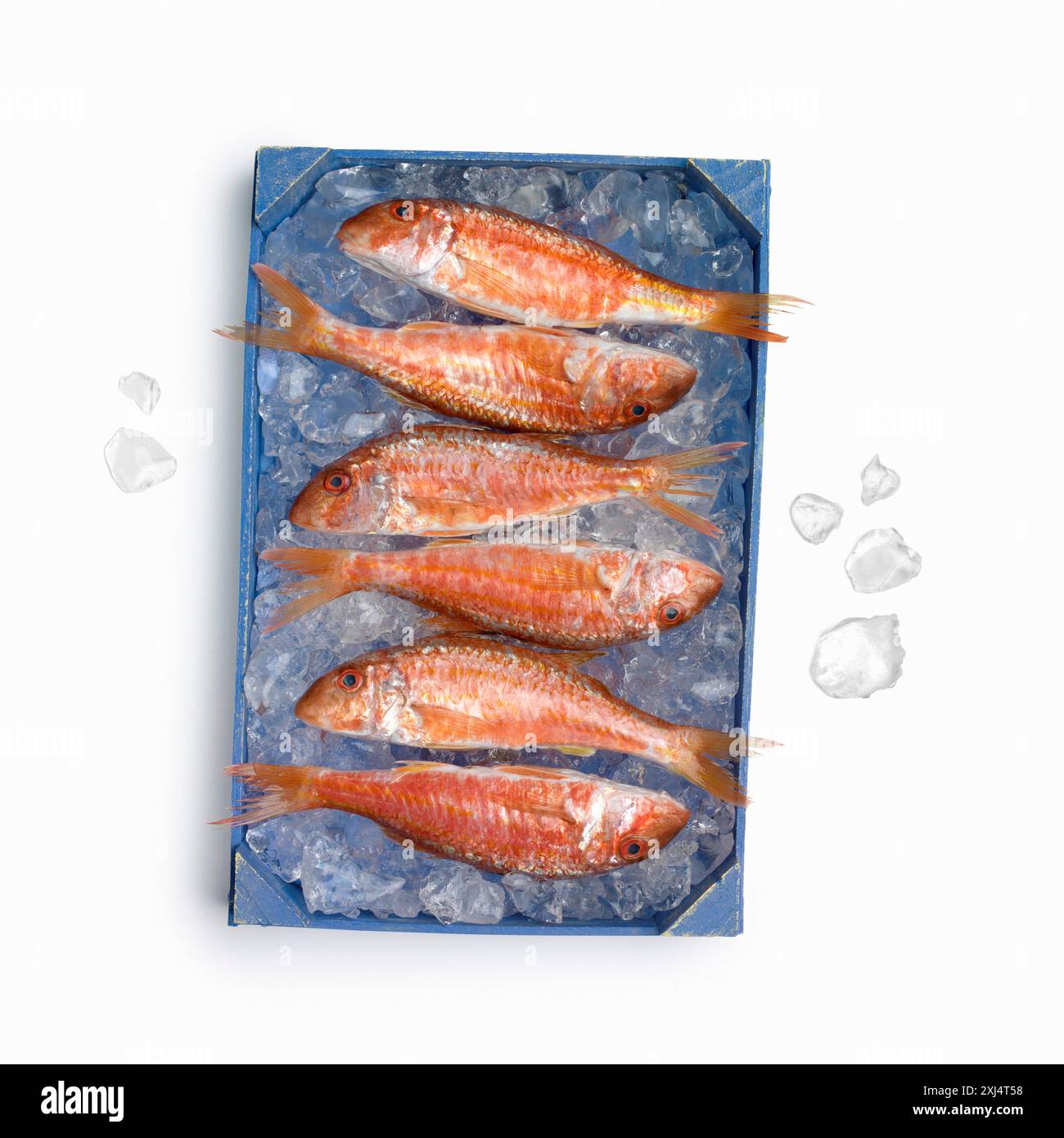 Cut out crate of fresh red mullets Stock Photo - Alamy