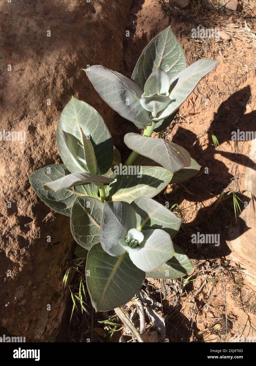 broadleaf milkweed (Asclepias latifolia) Plantae Stock Photo - Alamy