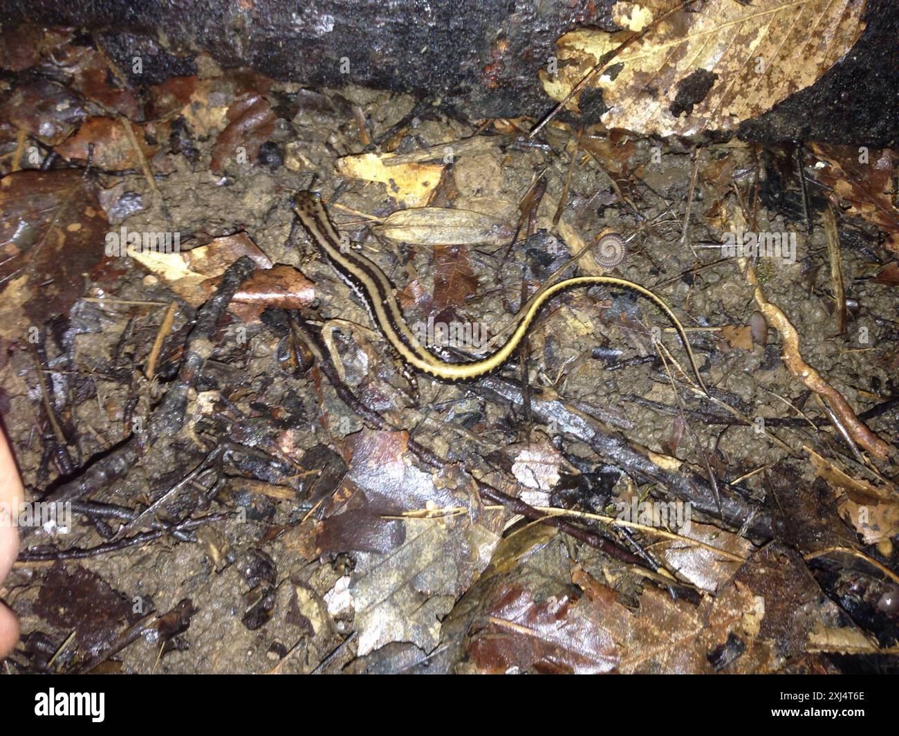 Three-lined Salamander (Eurycea guttolineata) Amphibia Stock Photo - Alamy