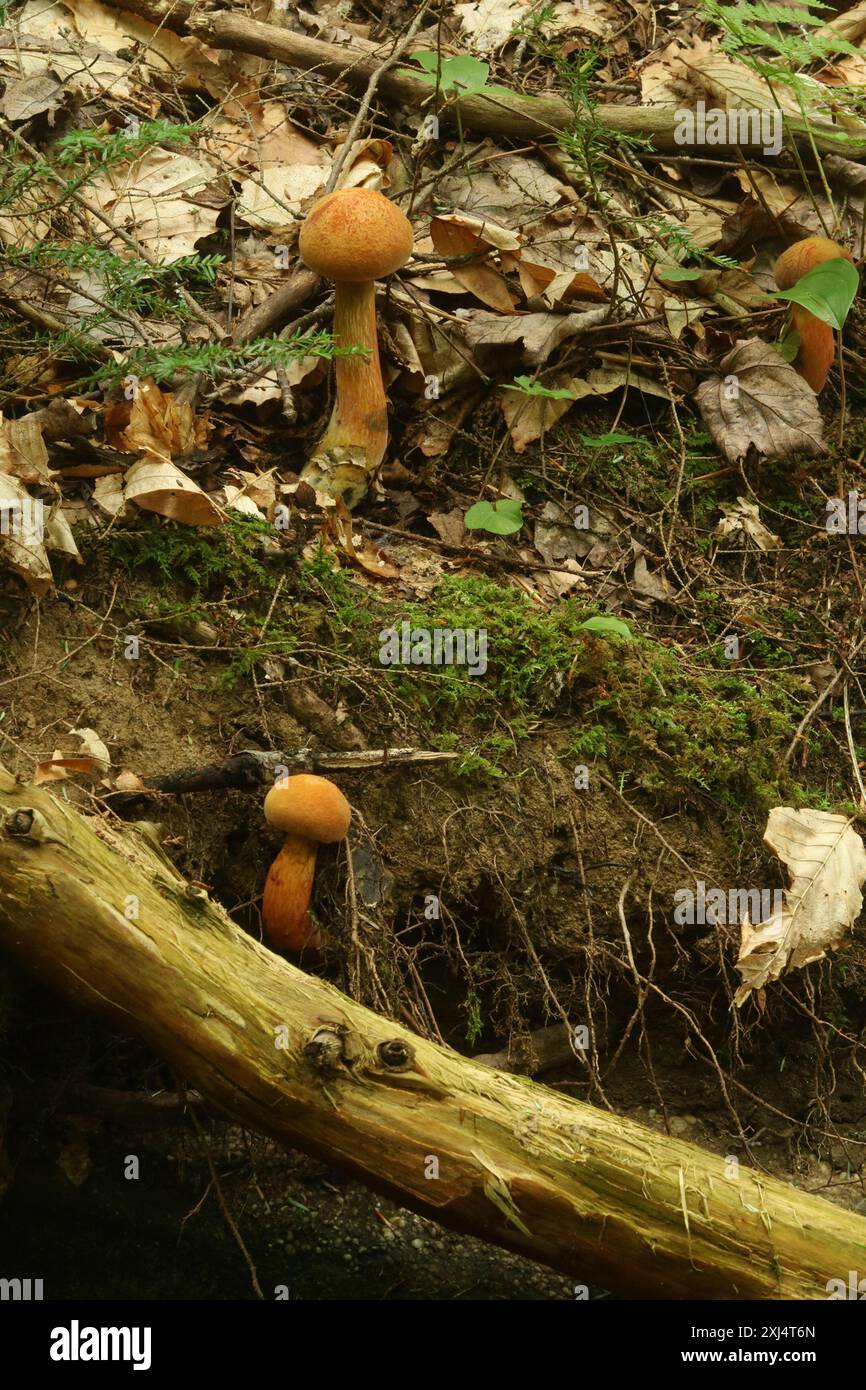 Red-mouth Bolete (Boletus subvelutipes) Fungi Stock Photo - Alamy