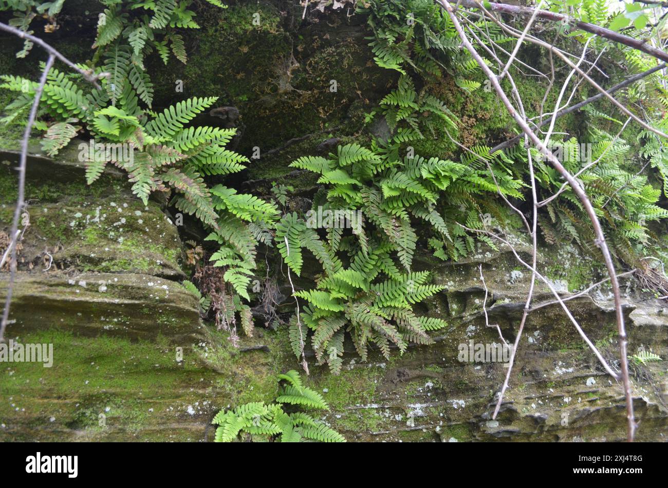 rock polypody (Polypodium virginianum) Plantae Stock Photo - Alamy