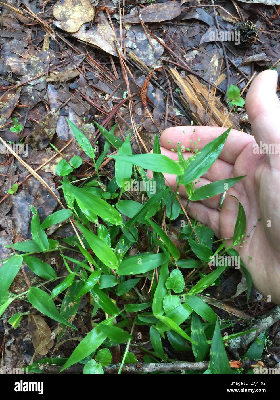 bristlegrasses, rosette grasses, barnyard grasses, and allies (Paniceae ...