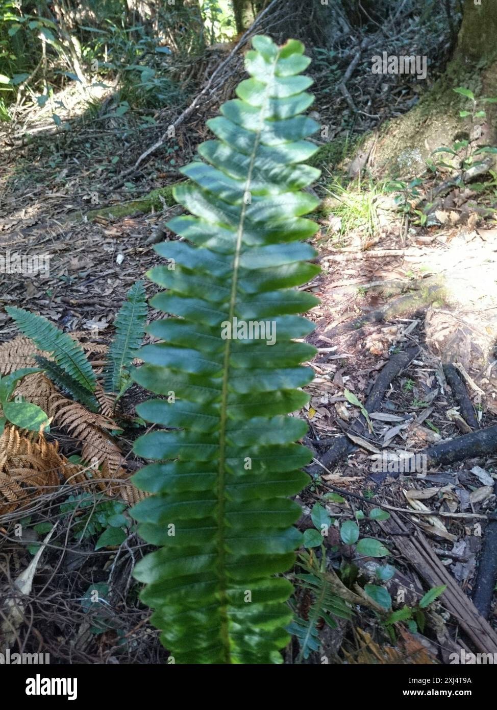 Crown Fern (Lomaria discolor) Plantae Stock Photo - Alamy
