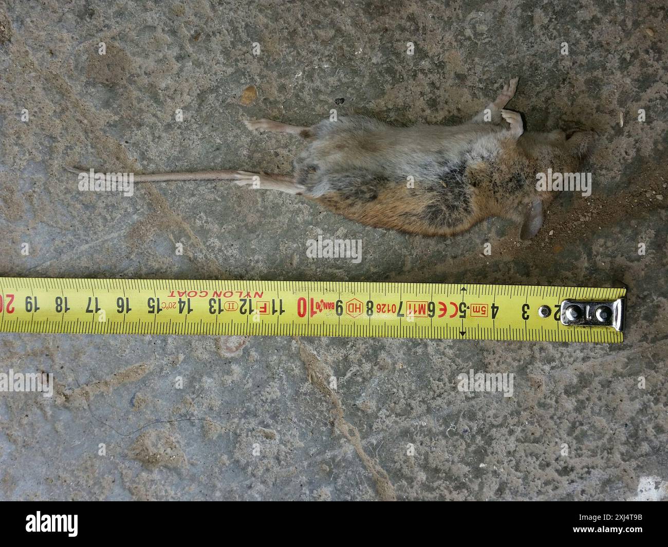 European Wood Mouse (Apodemus sylvaticus) Mammalia Stock Photo - Alamy