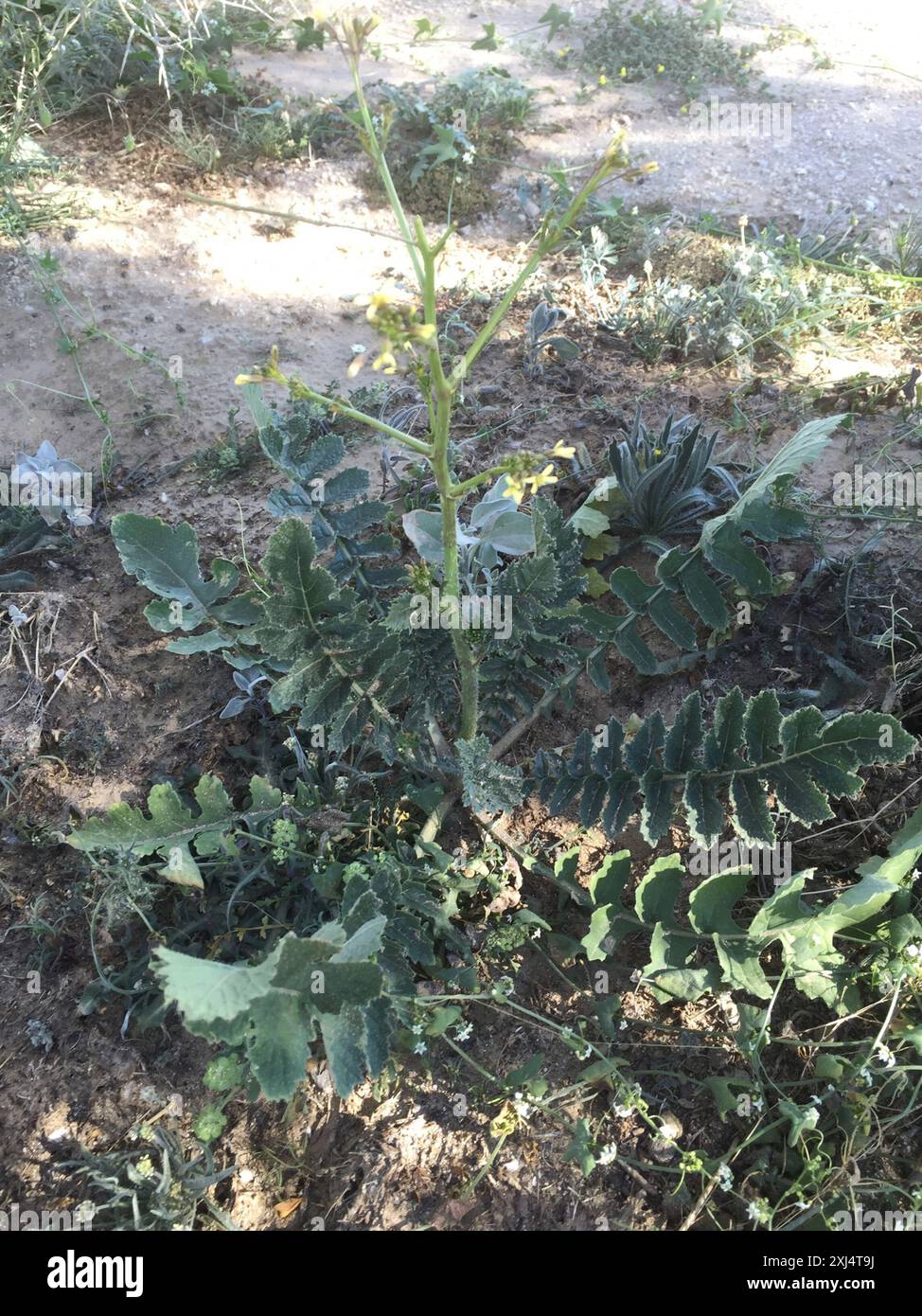 Saharan Mustard (Brassica tournefortii) Plantae Stock Photo - Alamy
