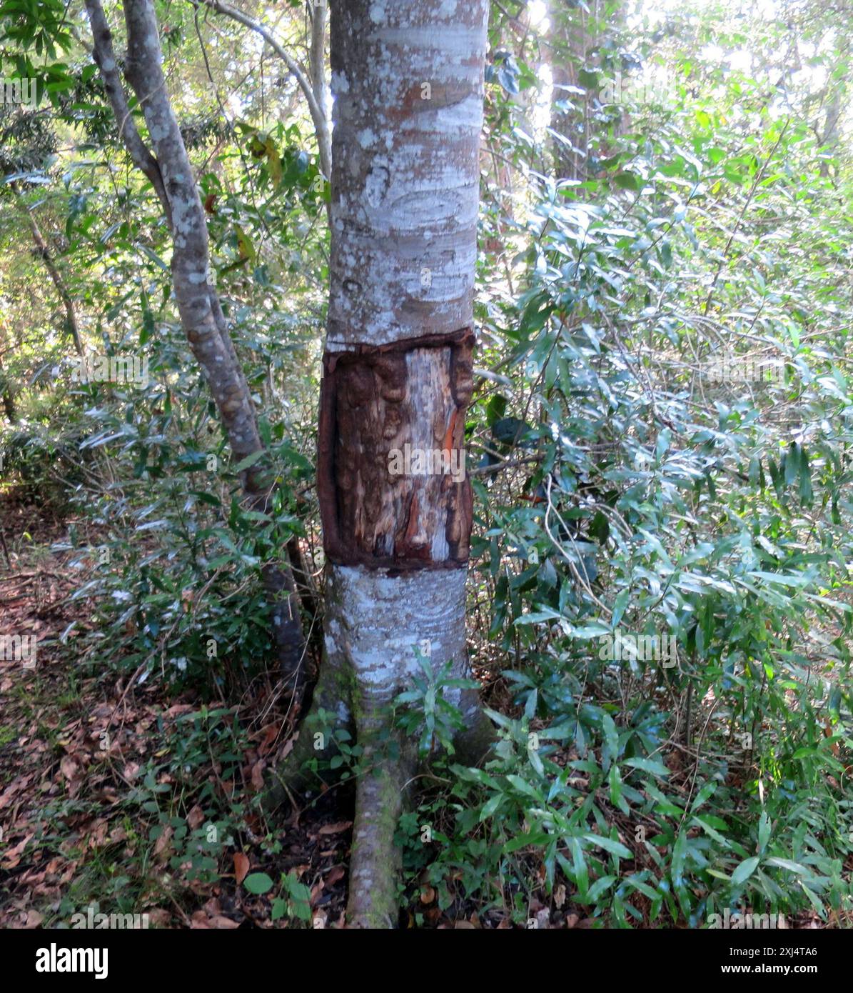 Stinkwood (Ocotea bullata) Plantae Stock Photo - Alamy