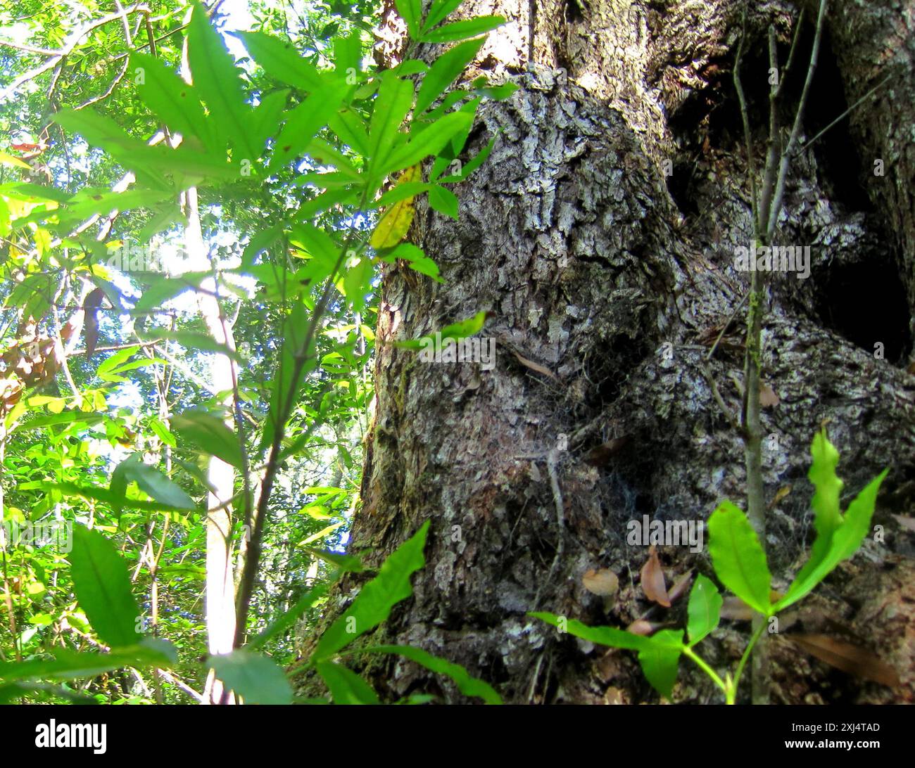 Trifoliatus hi-res stock photography and images - Alamy