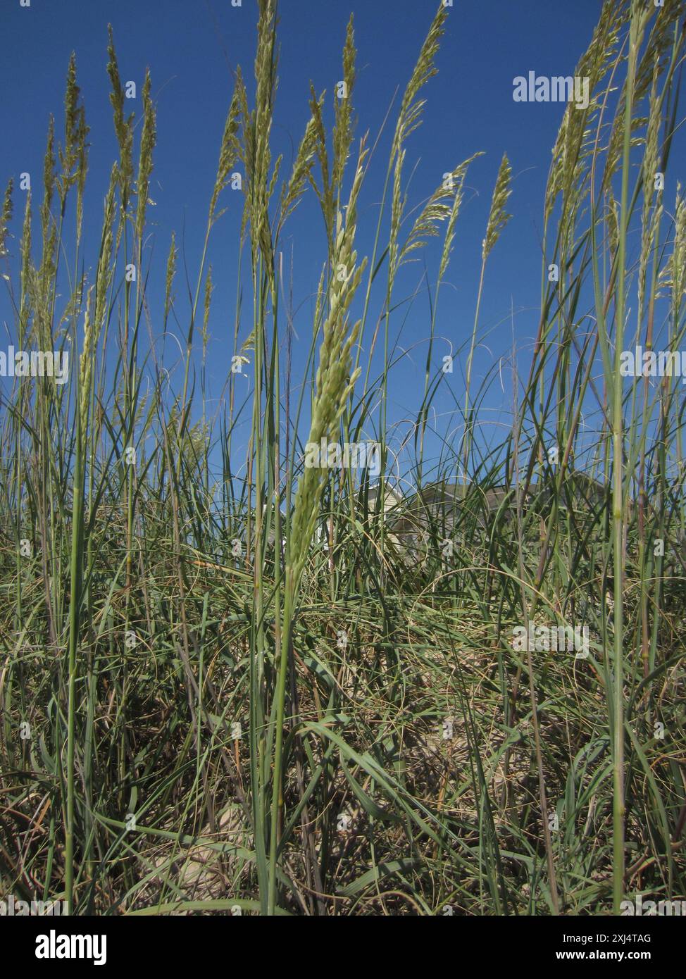 sea oats (Uniola paniculata) Plantae Stock Photo - Alamy