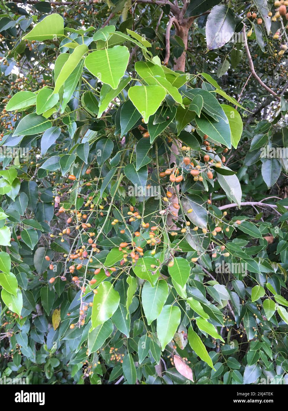 Poisonwood (Metopium toxiferum) Plantae Stock Photo - Alamy