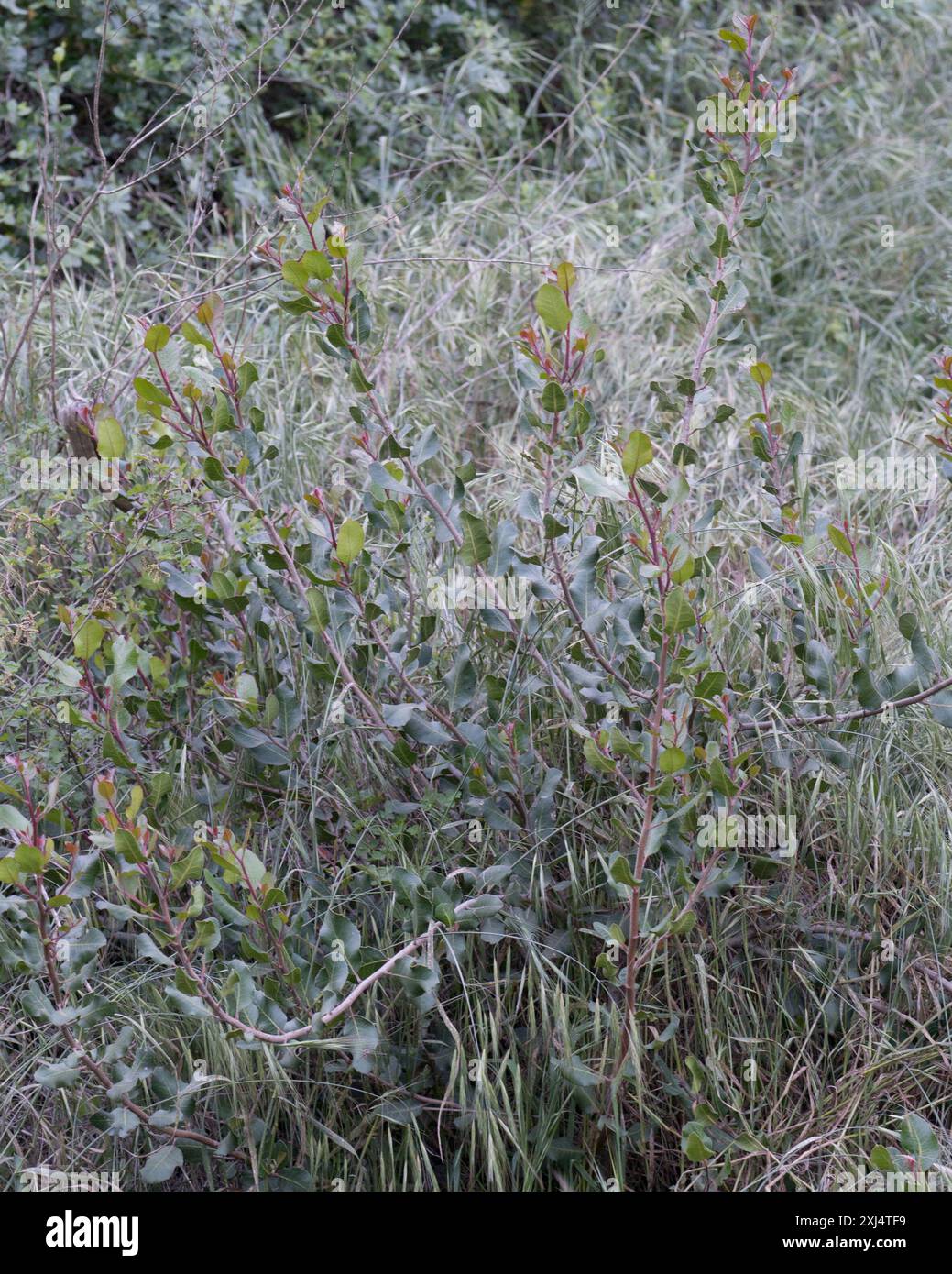lemonade berry (Rhus integrifolia) Plantae Stock Photo - Alamy