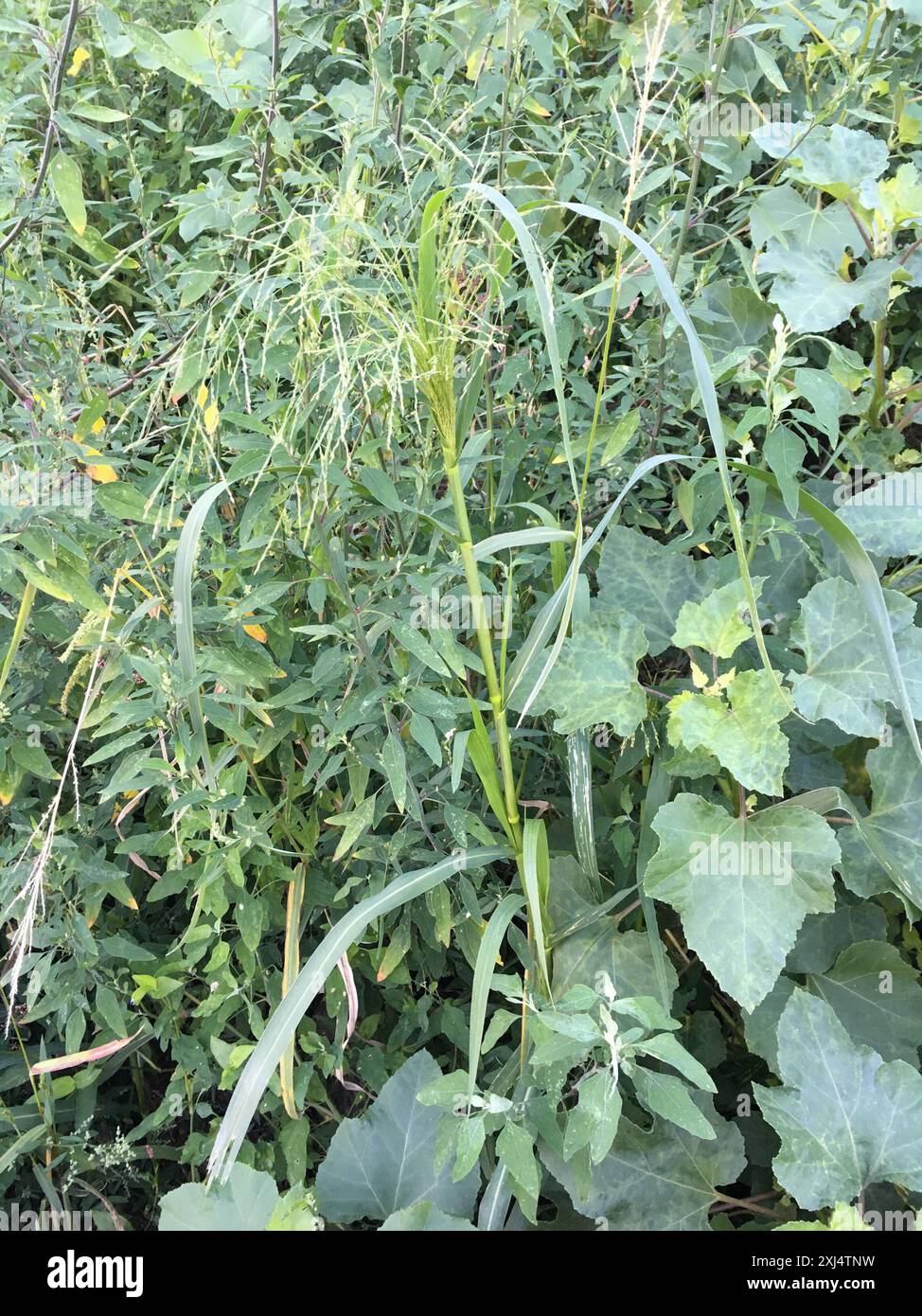 Smooth Witchgrass (Panicum dichotomiflorum) Plantae Stock Photo - Alamy