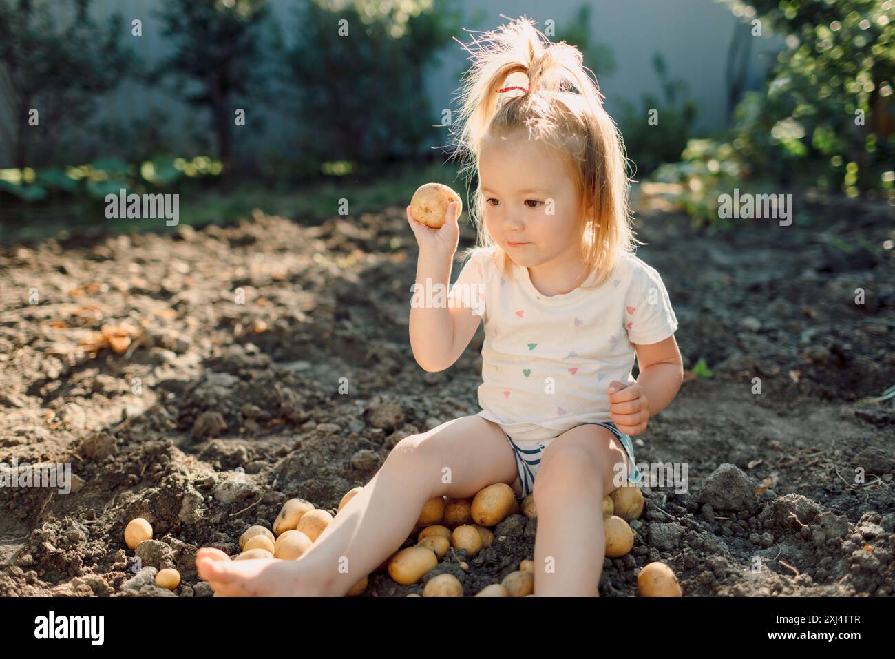 Little caucasian child girl holding potatoes in her hands and sitting ...
