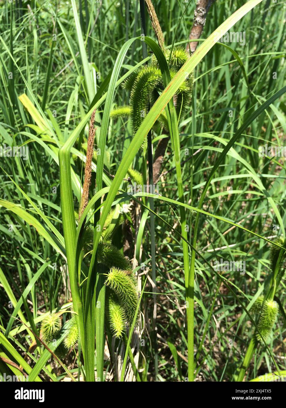 bristly sedge (Carex comosa) Plantae Stock Photo - Alamy