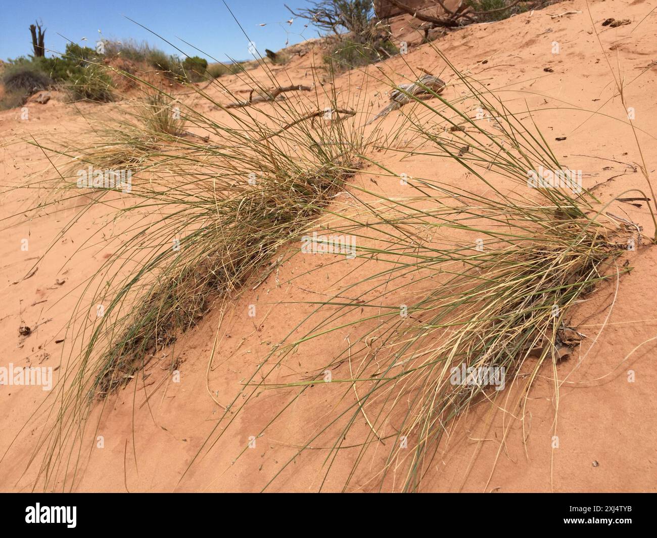 Eriocoma hymenoides hi-res stock photography and images - Alamy