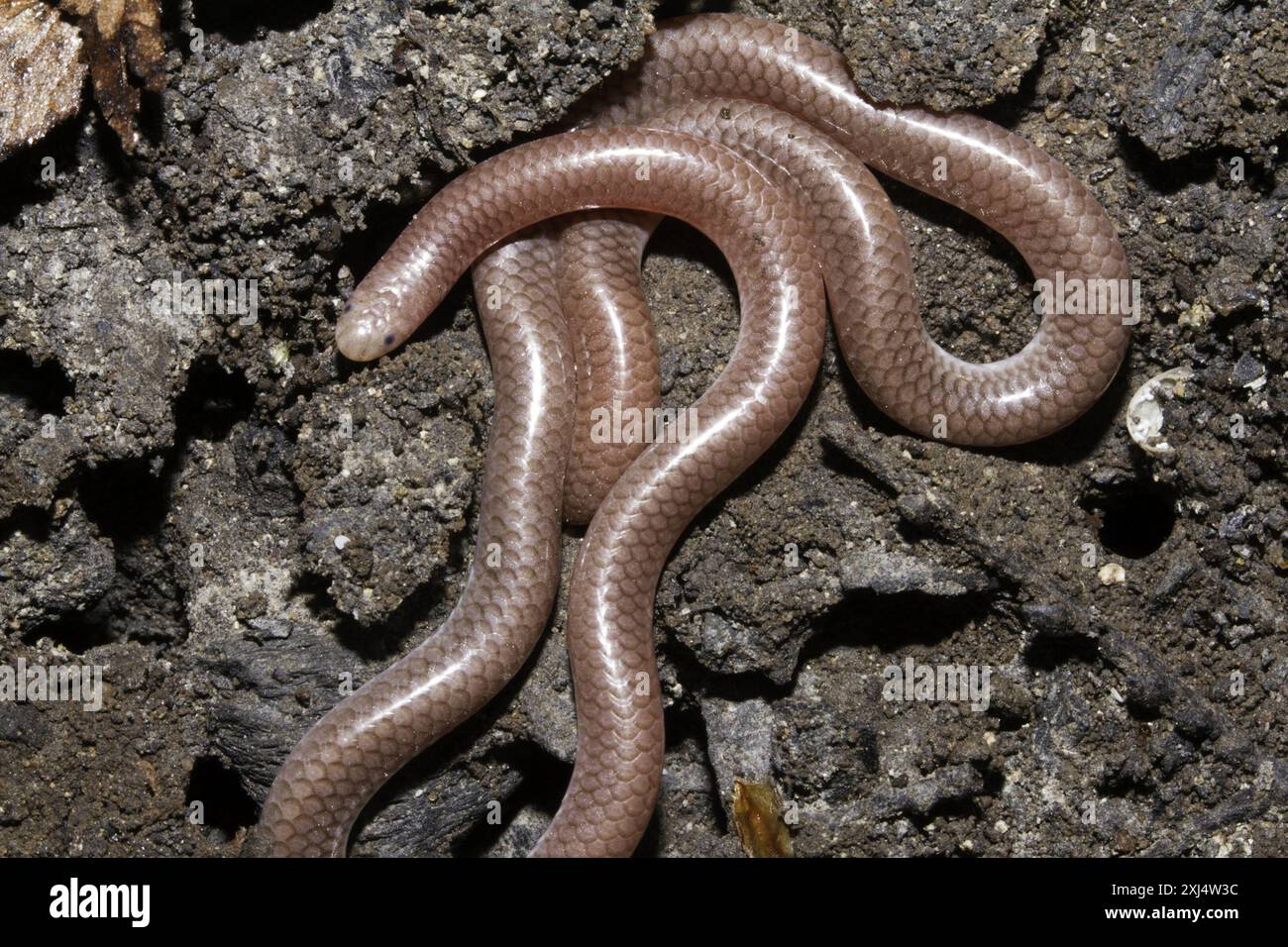 Texas Blind Snake (Rena dulcis) Reptilia Stock Photo - Alamy