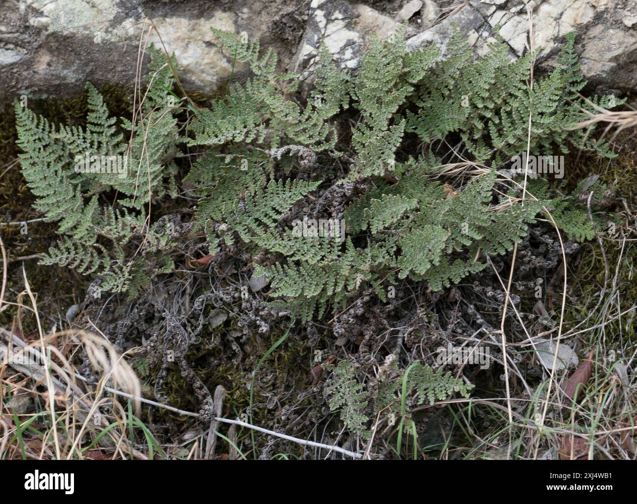lip ferns (Myriopteris) Plantae Stock Photo - Alamy