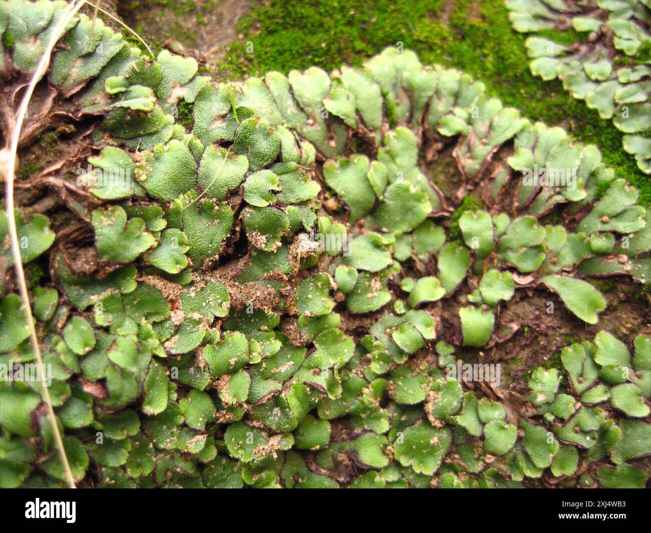 Complex thallose liverworts (Marchantiales) Plantae Stock Photo - Alamy
