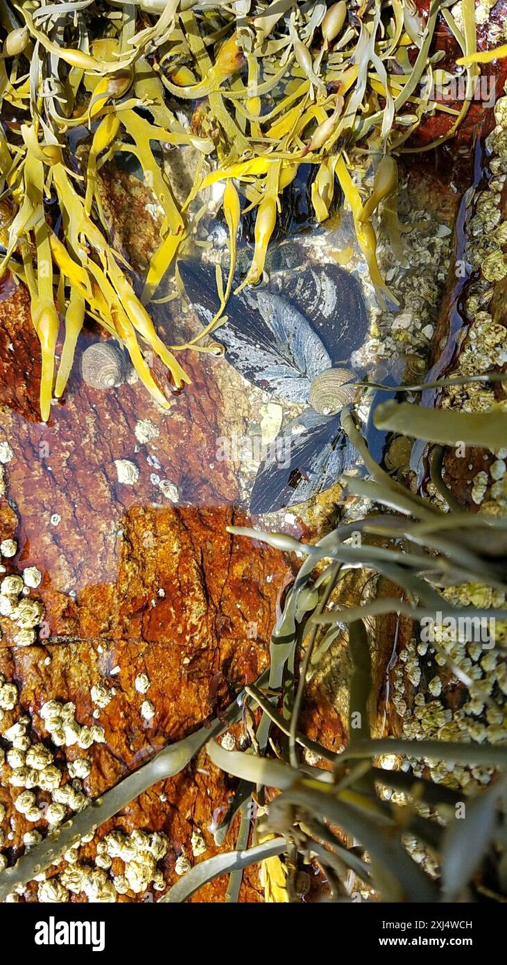 True Mussels (Mytilidae) Mollusca Stock Photo - Alamy