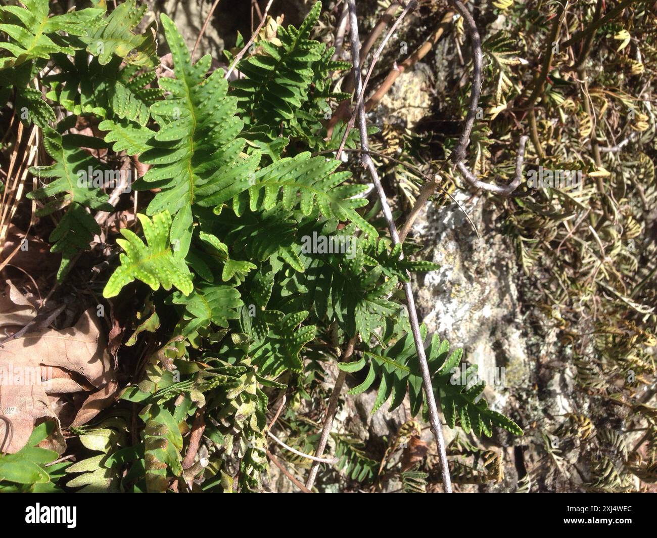resurrection fern (Pleopeltis michauxiana) Plantae Stock Photo - Alamy