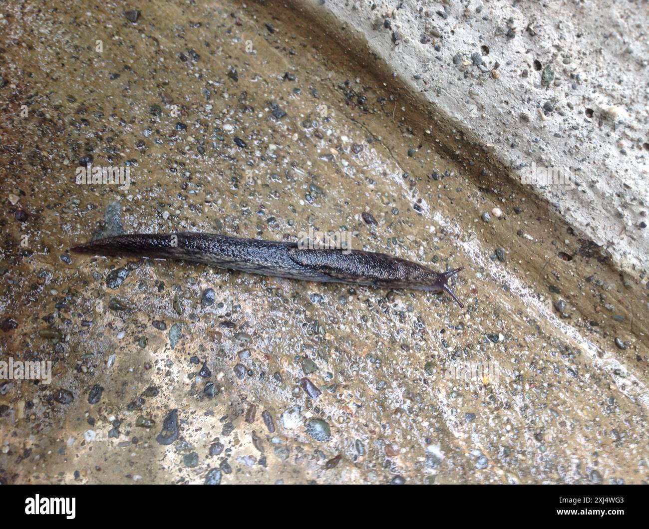 Reticulate Taildropper (Prophysaon andersonii) Mollusca Stock Photo - Alamy