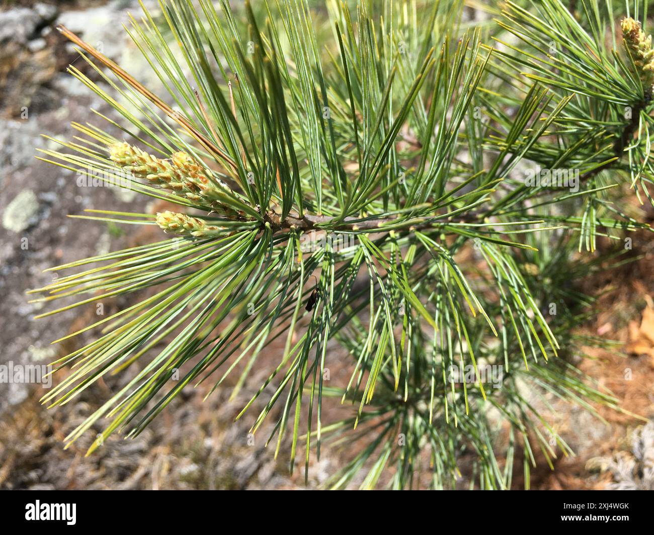 eastern white pine (Pinus strobus) Plantae Stock Photo - Alamy
