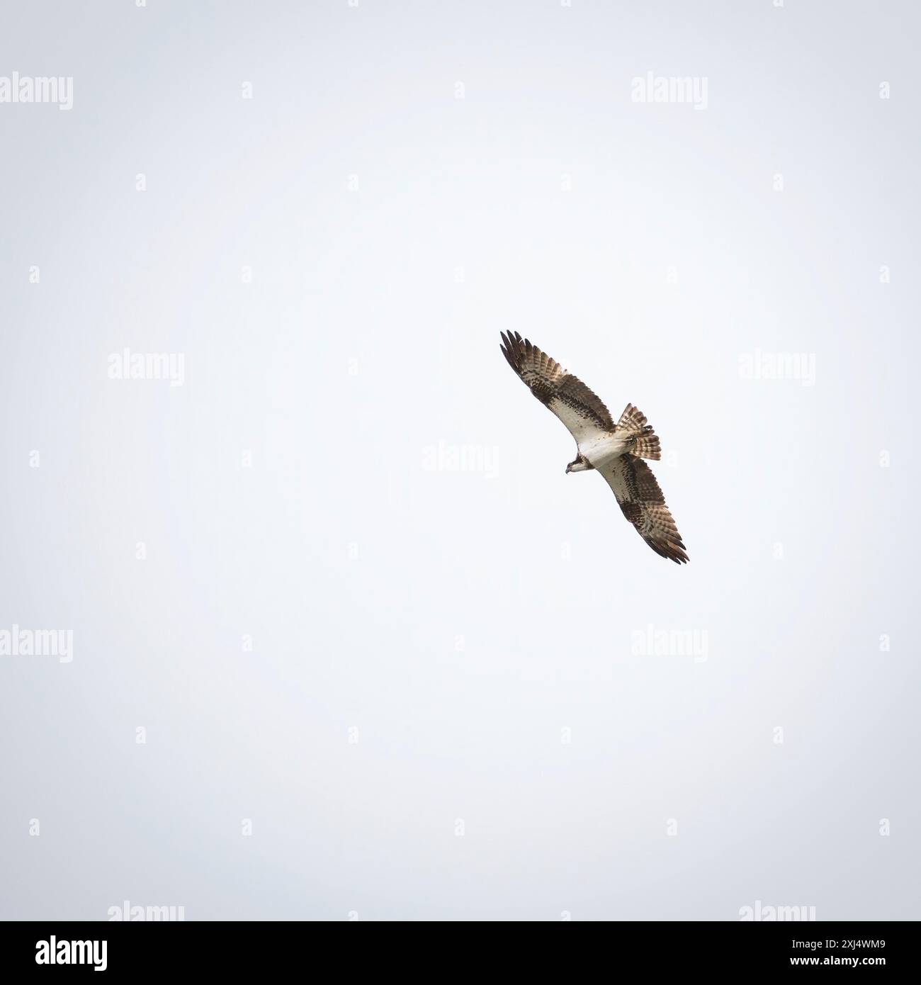 Osprey flying in the sky Stock Photo - Alamy