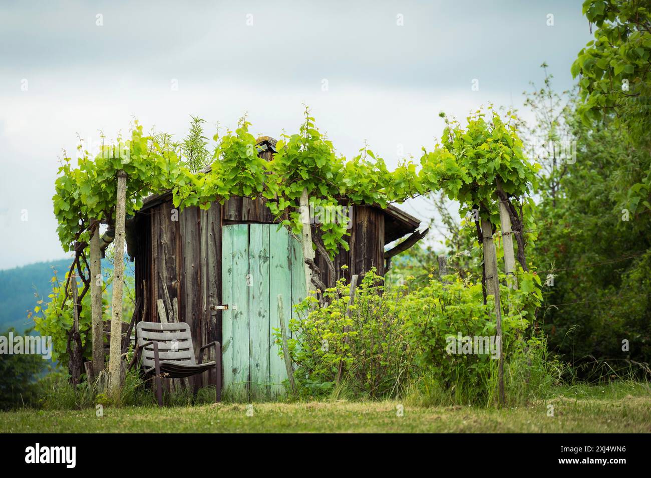 Small hut at a vineyard in middle burgenland austria Stock Photo - Alamy