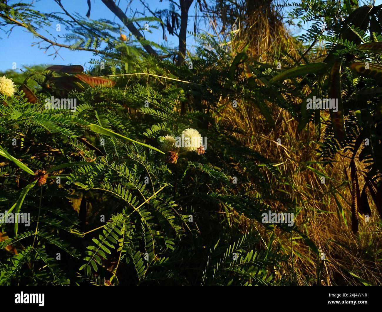 White leadtree (Leucaena leucocephala) Plantae Stock Photo - Alamy