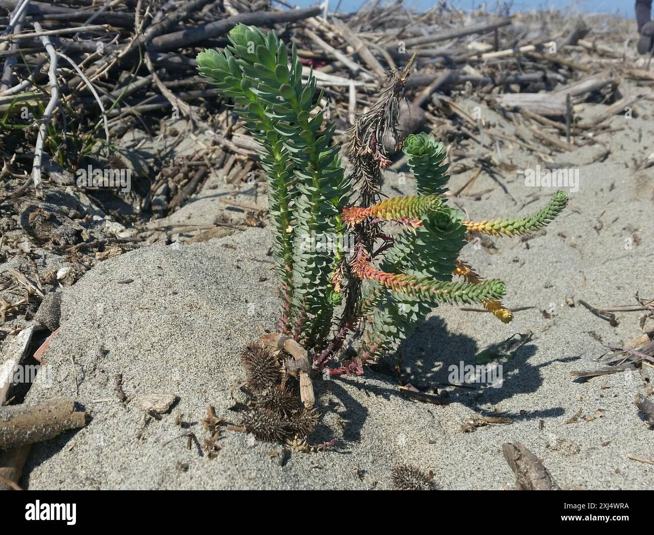 Sea Spurge (Euphorbia paralias) Plantae Stock Photo - Alamy