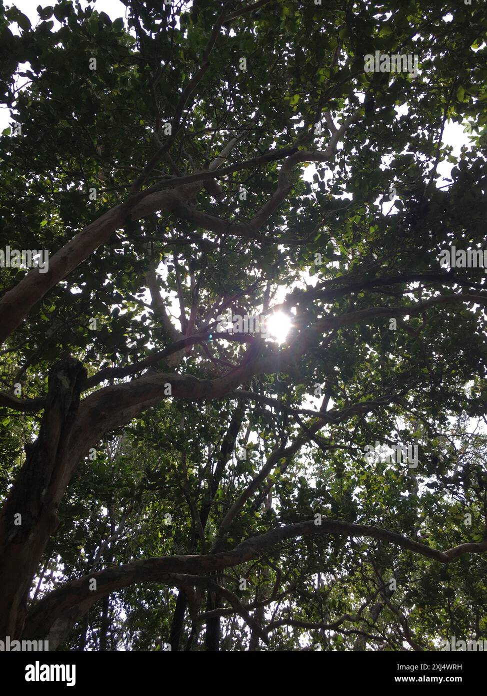 Poisonwood (Metopium toxiferum) Plantae Stock Photo - Alamy