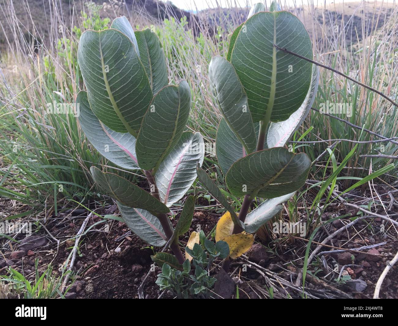 broadleaf milkweed (Asclepias latifolia) Plantae Stock Photo - Alamy