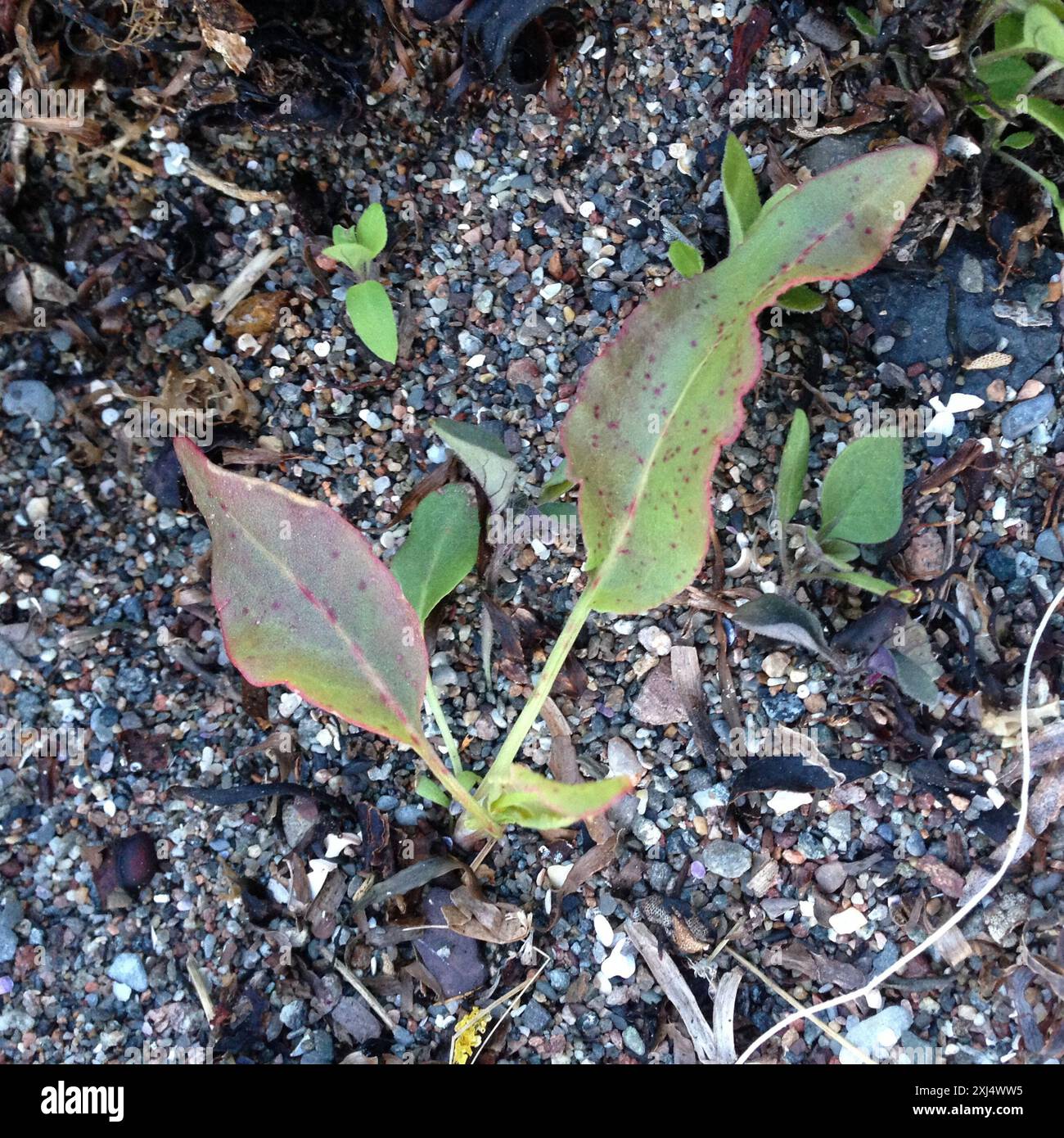 sea beet (Beta vulgaris maritima) Plantae Stock Photo - Alamy