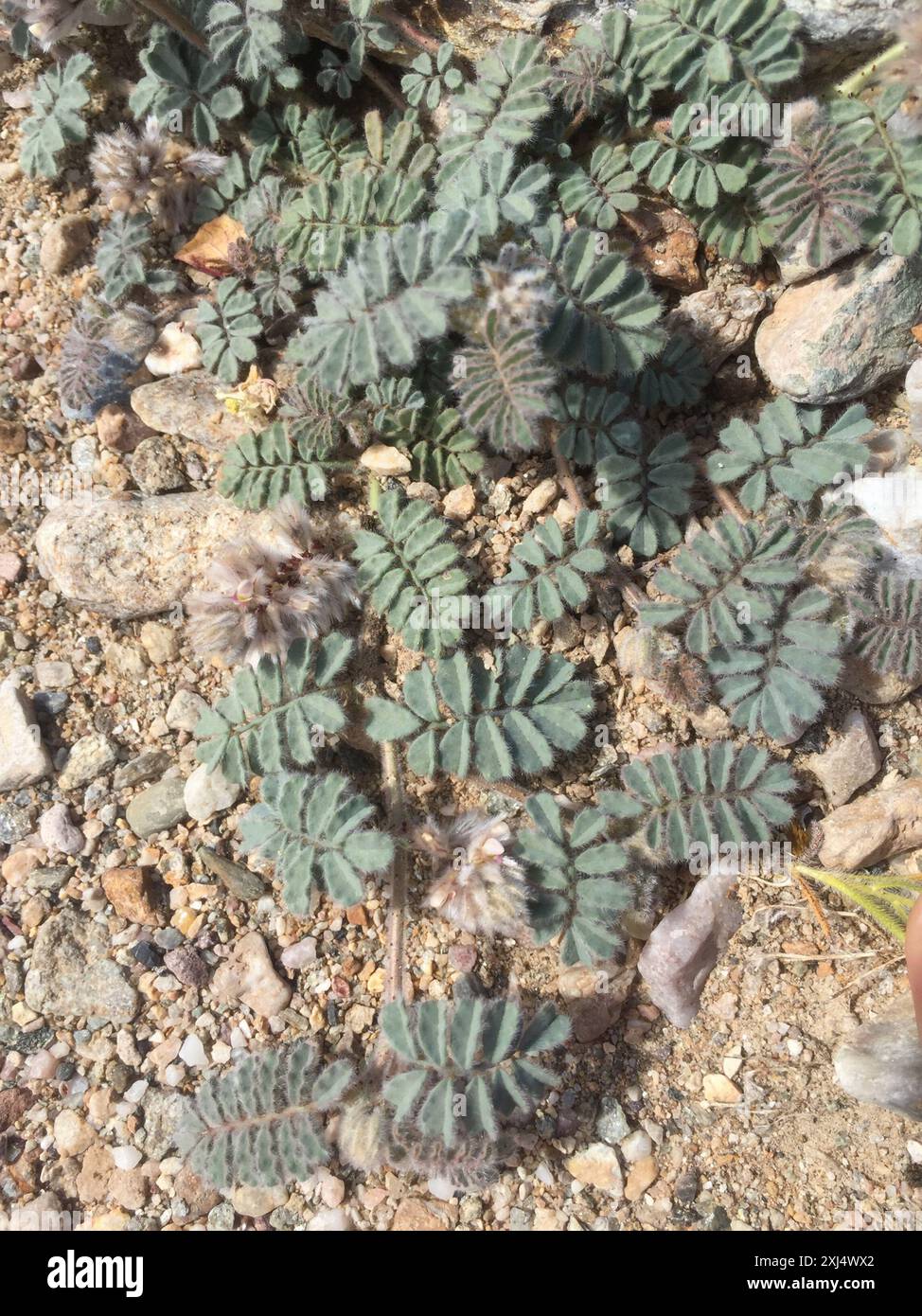 soft prairie clover (Dalea mollissima) Plantae Stock Photo - Alamy