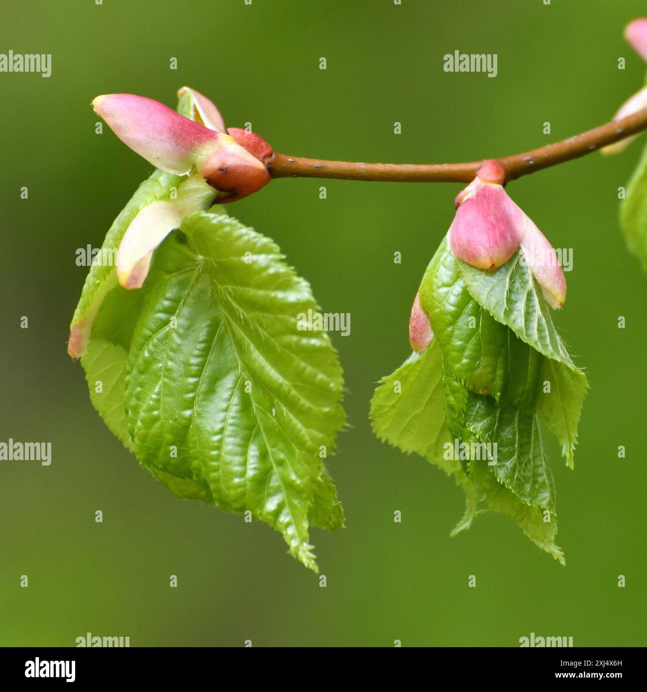 Little leaf linden leaves hi-res stock photography and images - Alamy