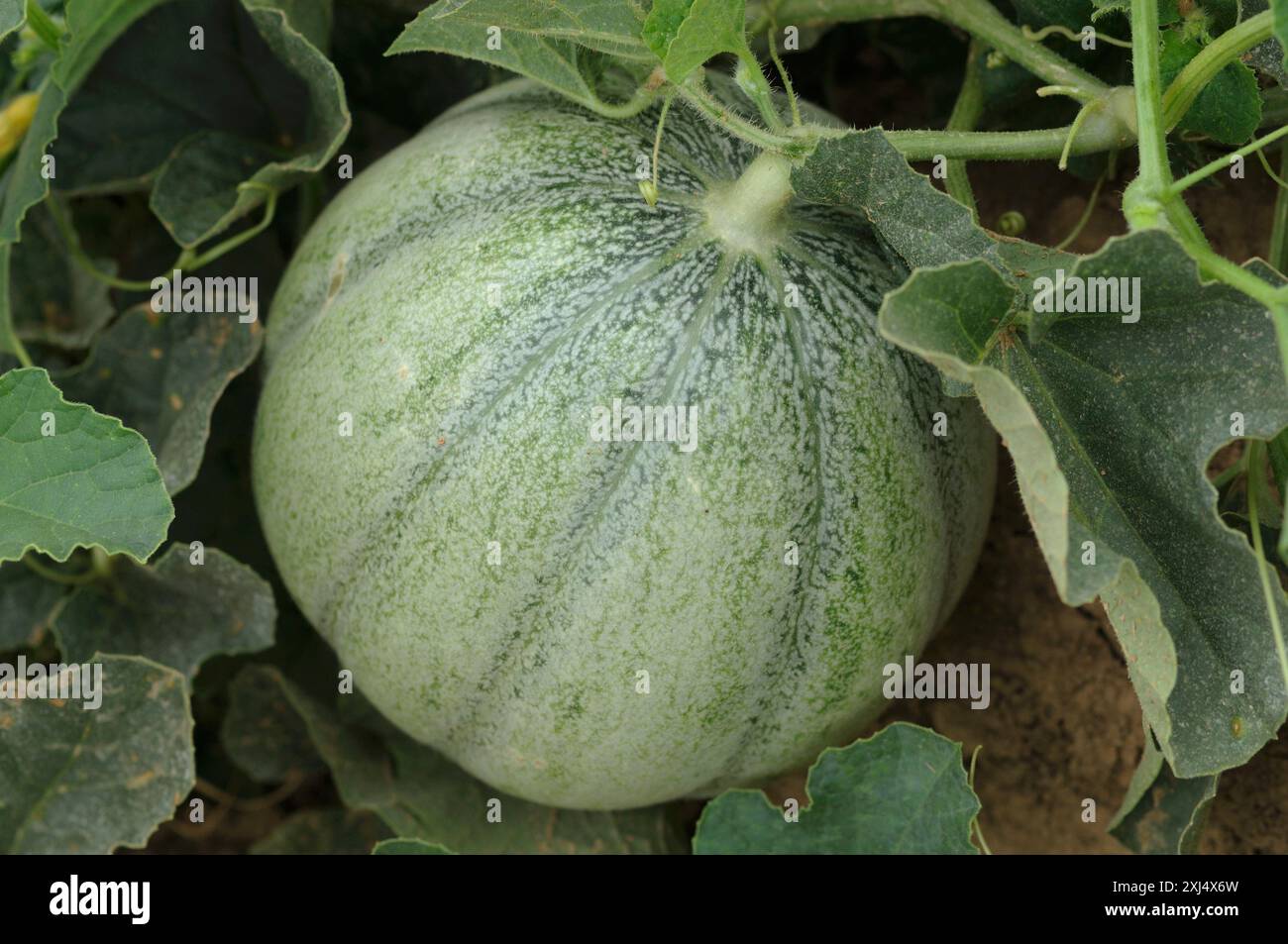 Melon tree plant hi-res stock photography and images - Alamy