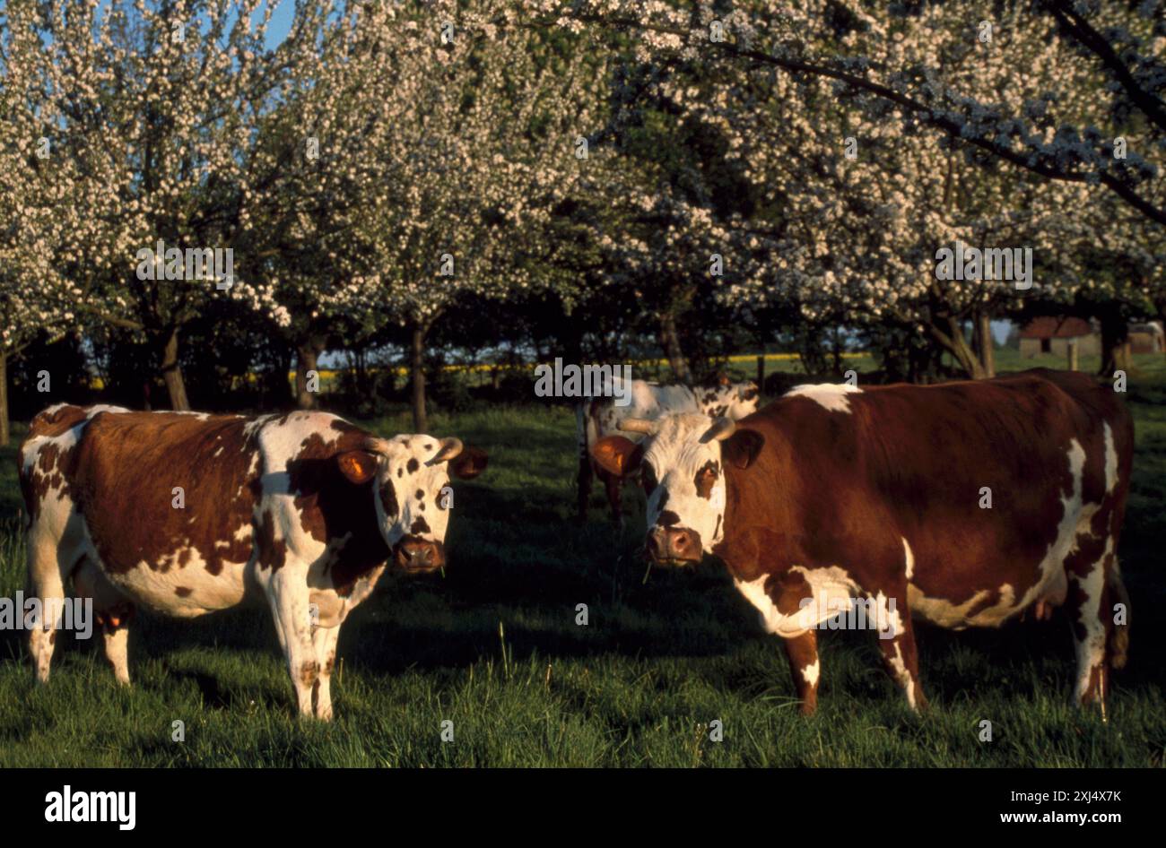 Normandy cows hi-res stock photography and images - Alamy