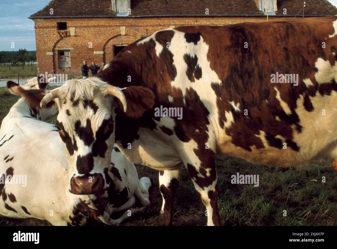 Normandy cows hi-res stock photography and images - Alamy