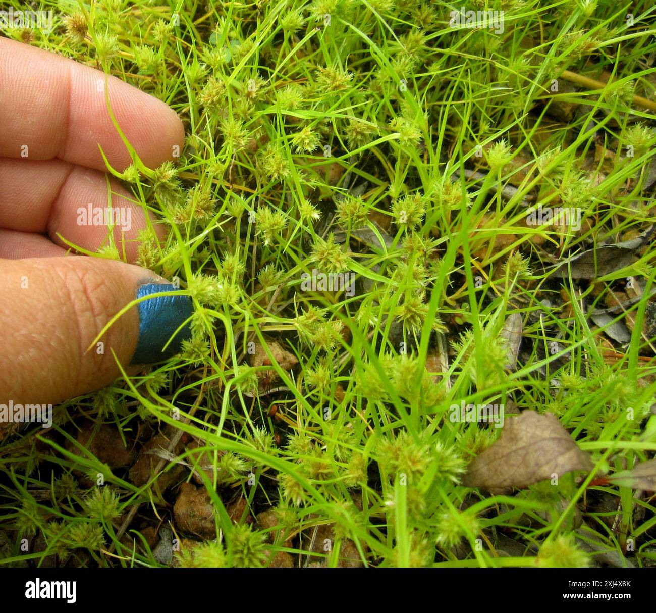 Bearded Flatsedge (Cyperus squarrosus) Plantae Stock Photo - Alamy