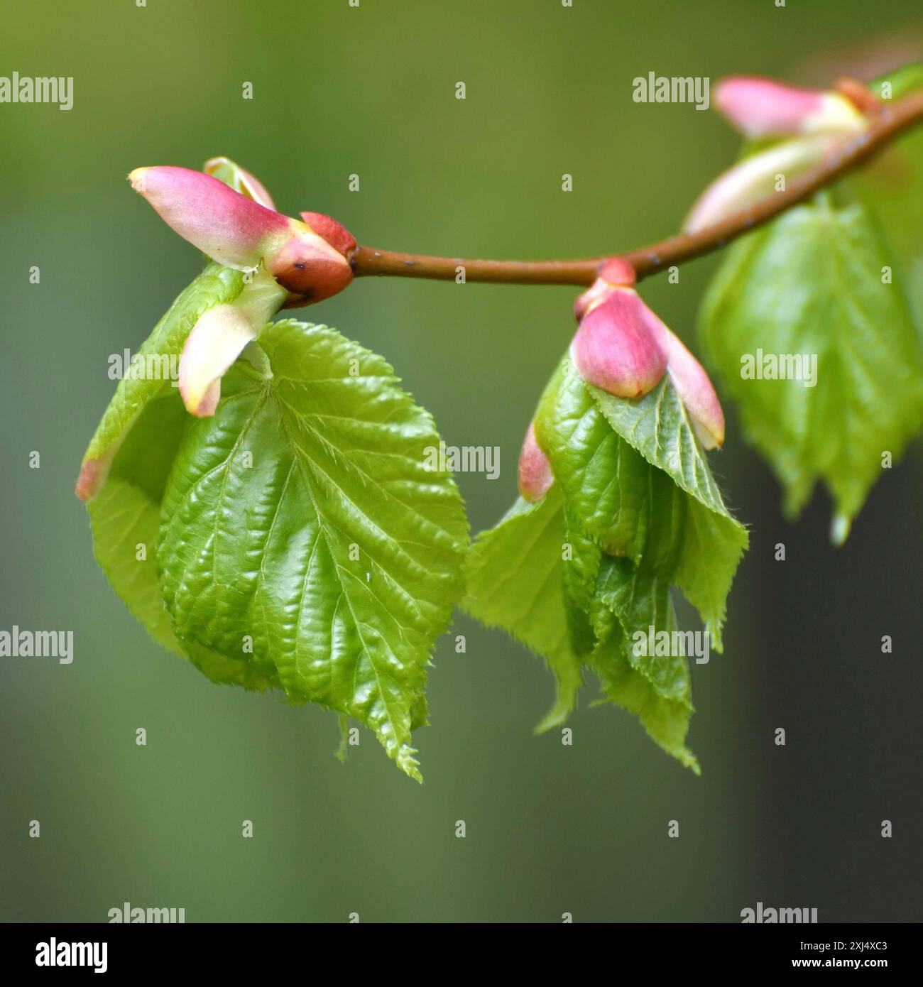 Little leaf linden leaves hi-res stock photography and images - Alamy