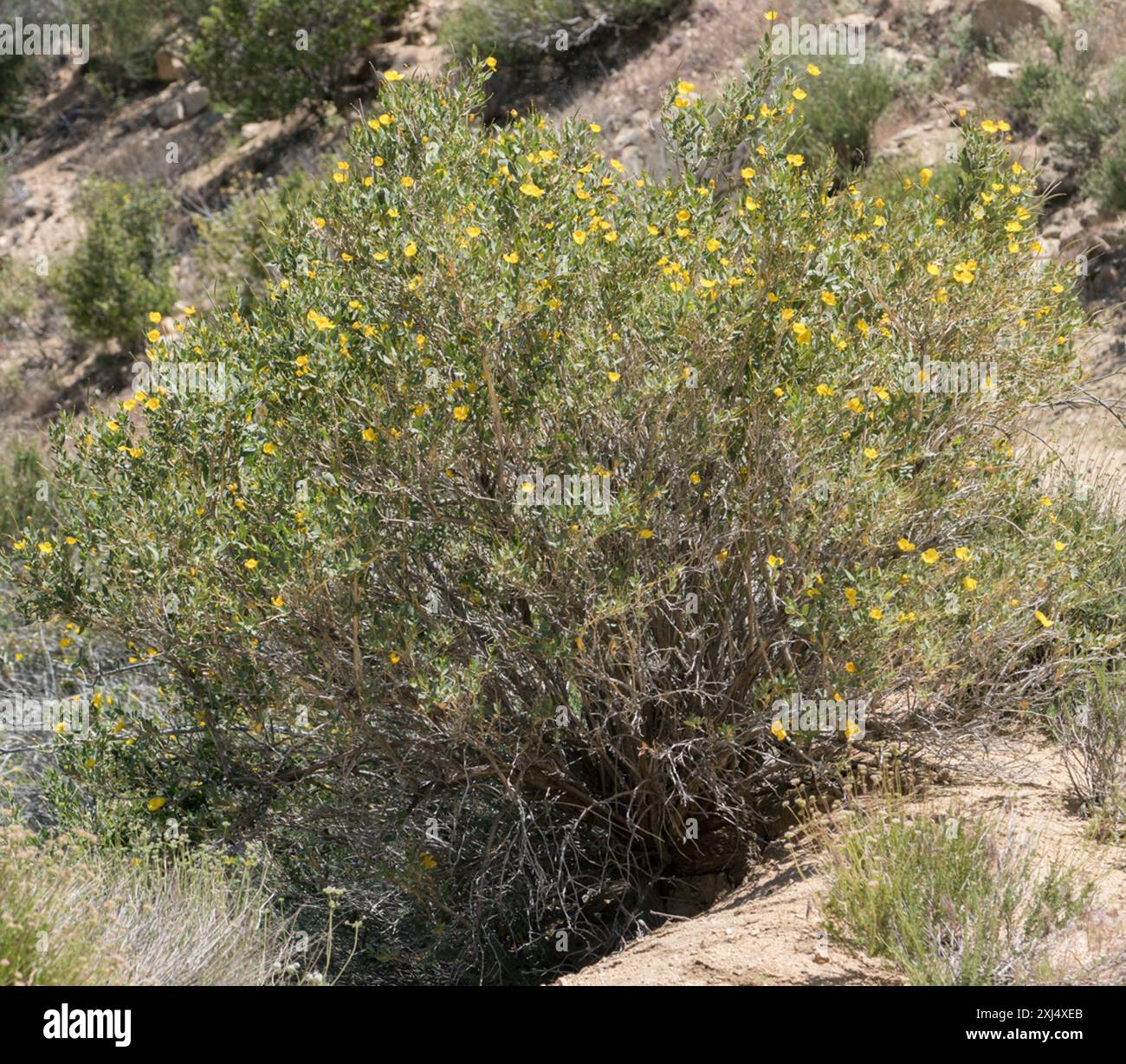 Bush Poppy (Dendromecon rigida) Plantae Stock Photo - Alamy