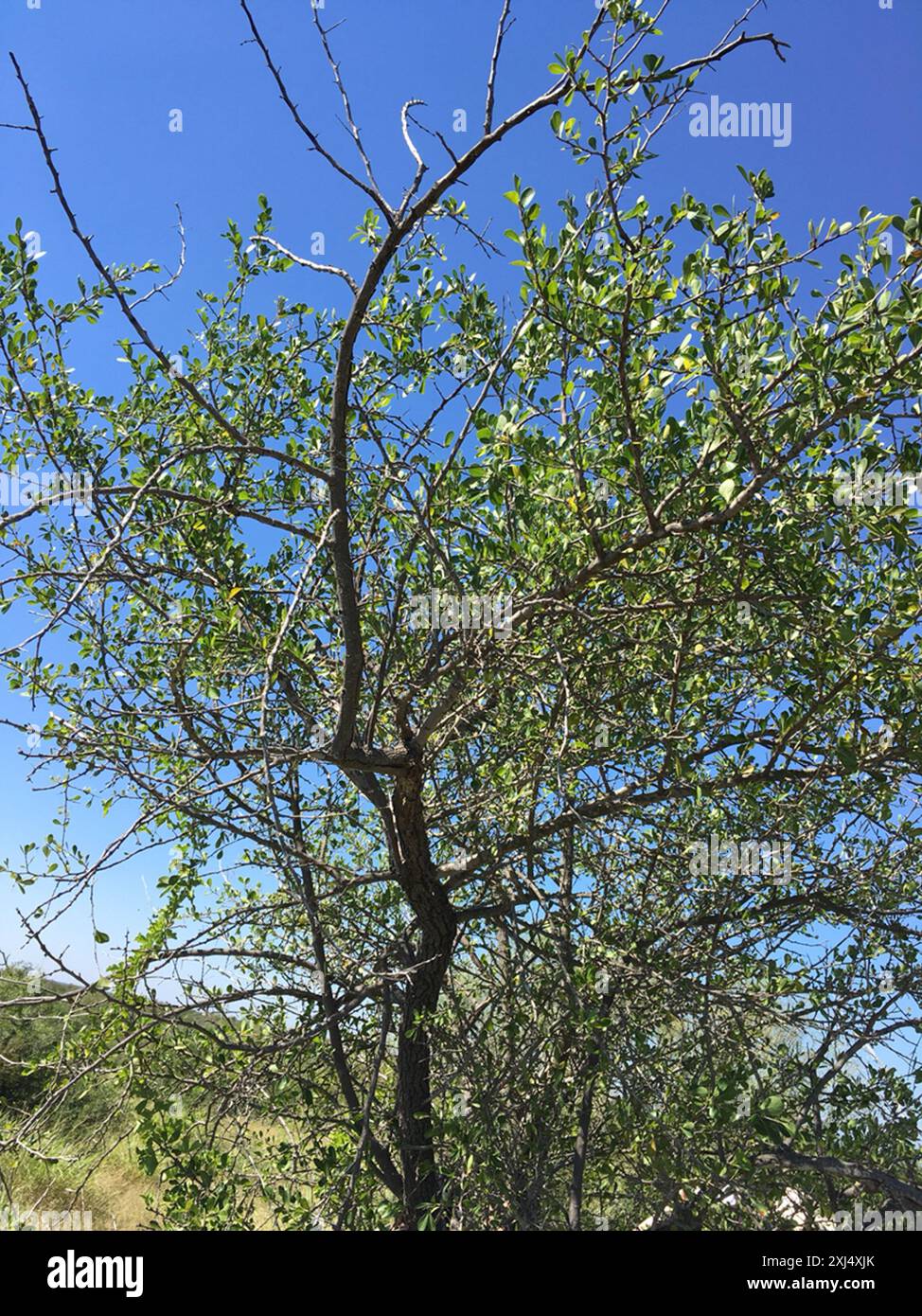 Coma (Sideroxylon celastrinum) Plantae Stock Photo - Alamy