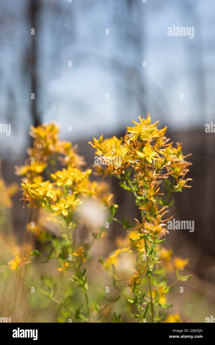 Hypericum perforatum or St John's wort spring yellow flower after the ...