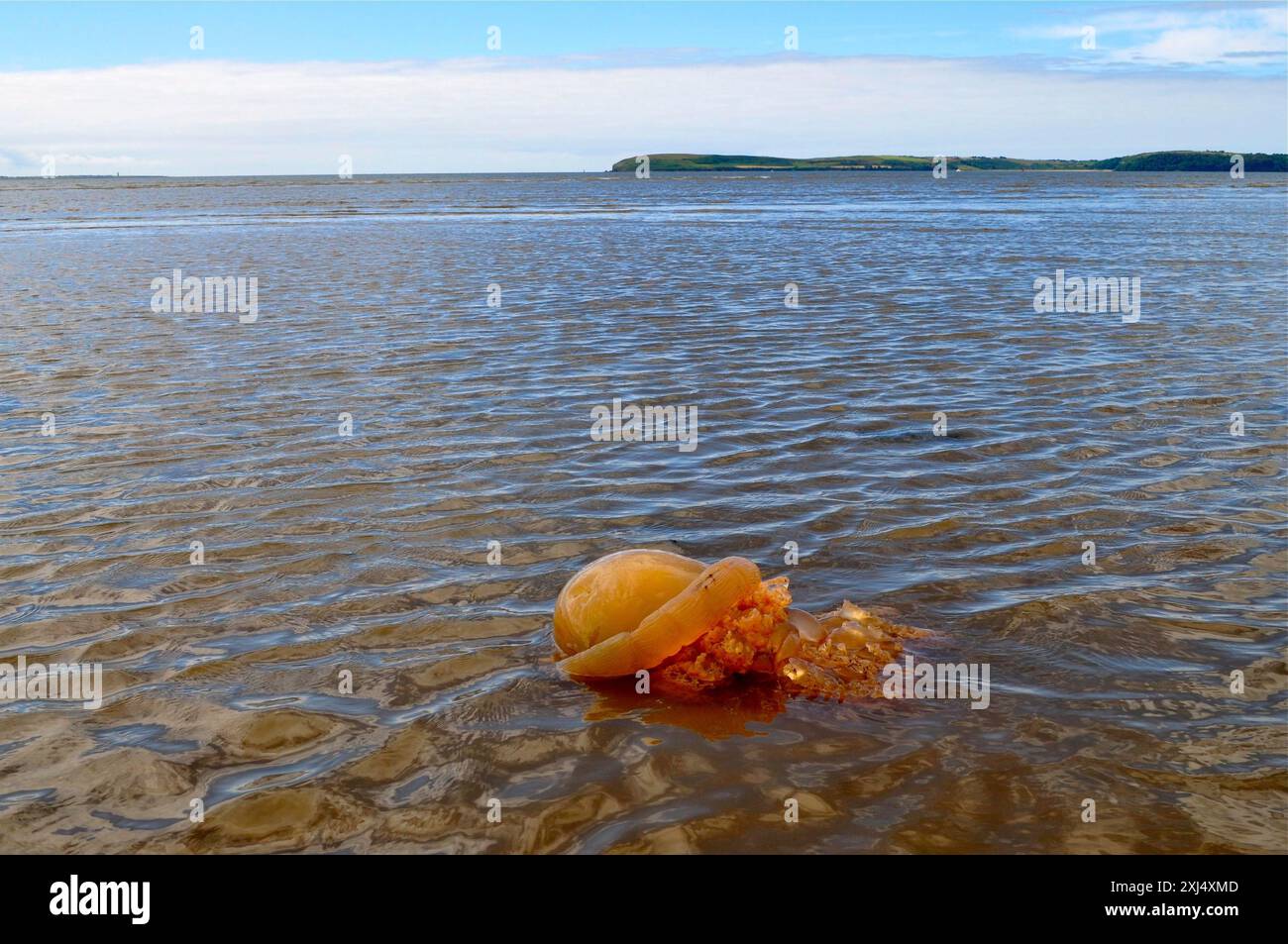 Barrel jellyfish (Rhizostoma pulmo) stranded in shallow water near the ...